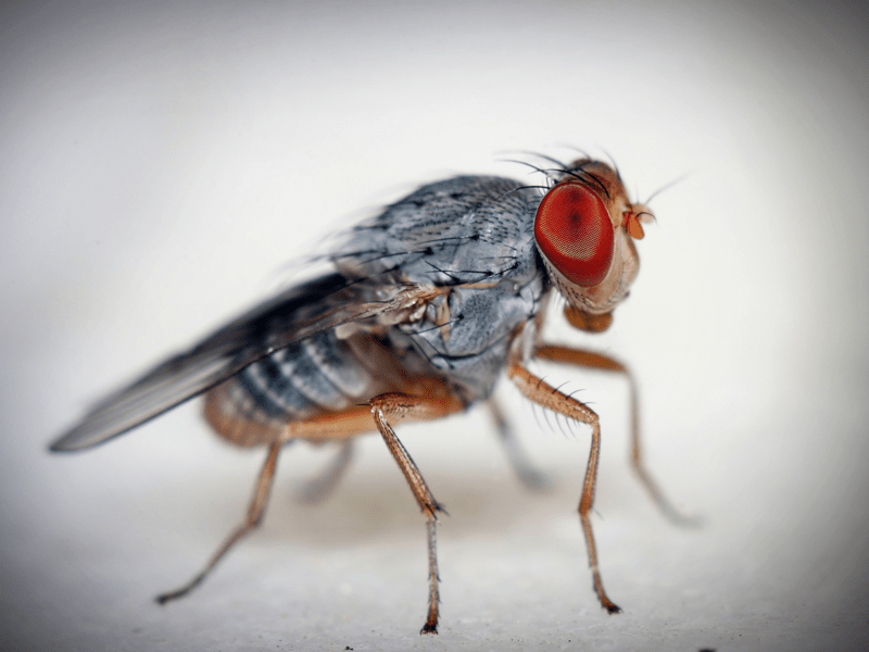Fruit Fly Anatomy