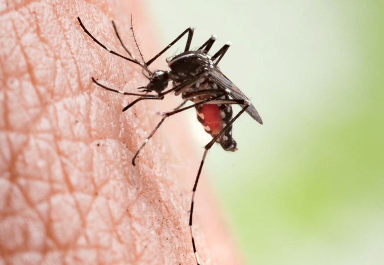 Mosquito Bites Infection