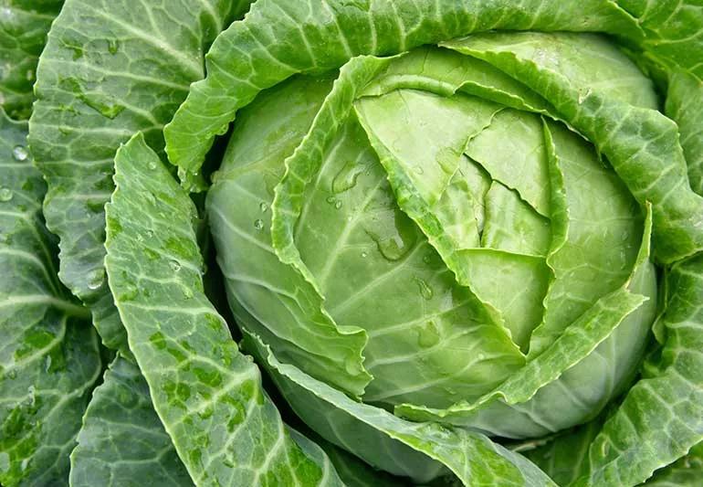 Can Diet Help Shrink Your Fibroids?