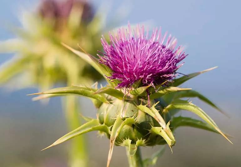 Milk Thistle 6 Potential Benefits